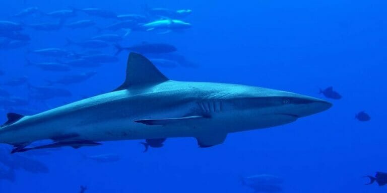 The Palau Shark Sanctuary and 3 Shark Species in Palau You will ...
