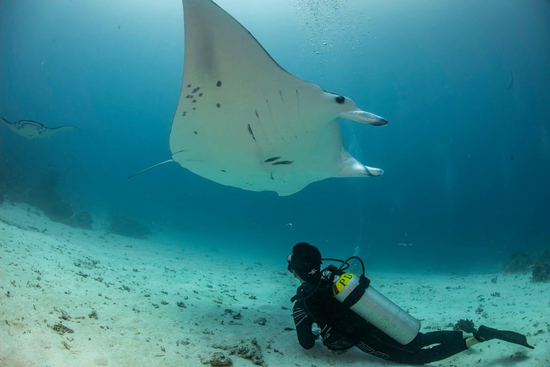 Dive Palau, The Ultimate Guide | Palau Dive Adventures