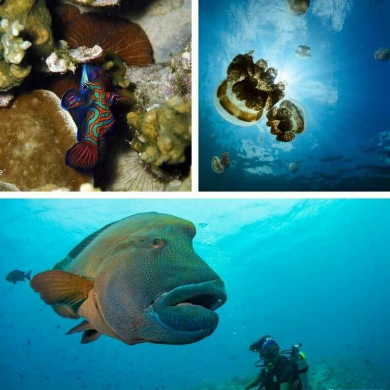 Dive Palau, The Ultimate Guide | Palau Dive Adventures